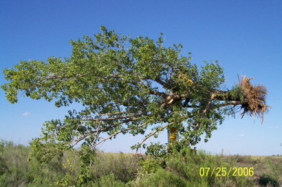 Excavating / Grubbing